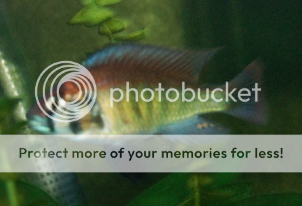 Haplochromis Kyoga Flameback or not? | Cichlid Fish Forum