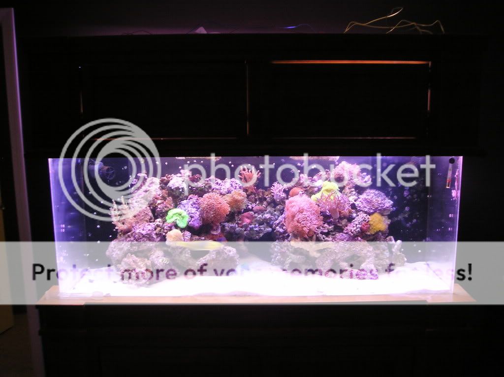 Starting custom build of 180 reef tank, lots of pics | Page 3 ...