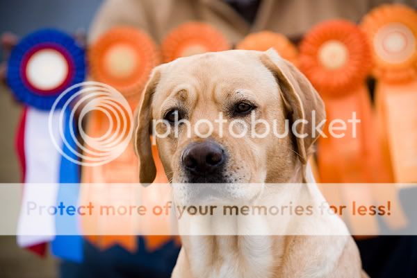 Labrador Conformation | RetrieverTraining.Net - the RTF