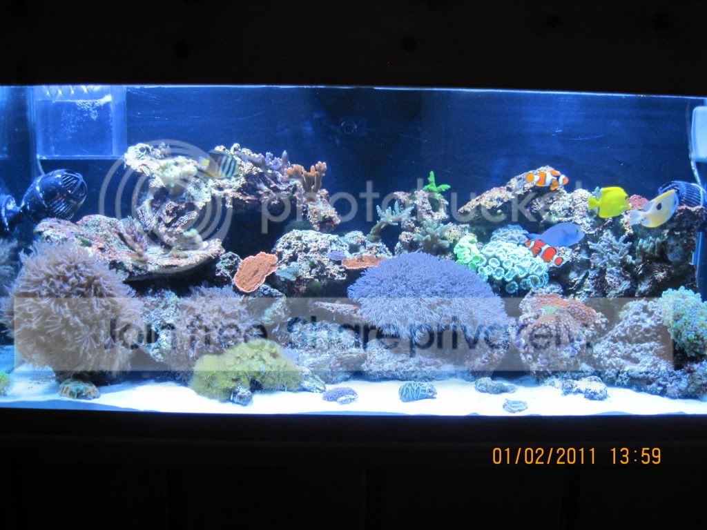 Build Thread - Full Tank Shots... Let's see progression pics... | Page ...