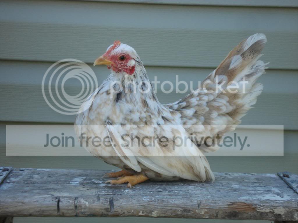 Tiffany-Mottled Serama Hen | BackYard Chickens - Learn How to Raise ...