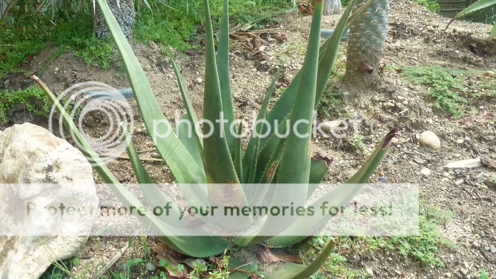 Examples Of Xerophytes Plants